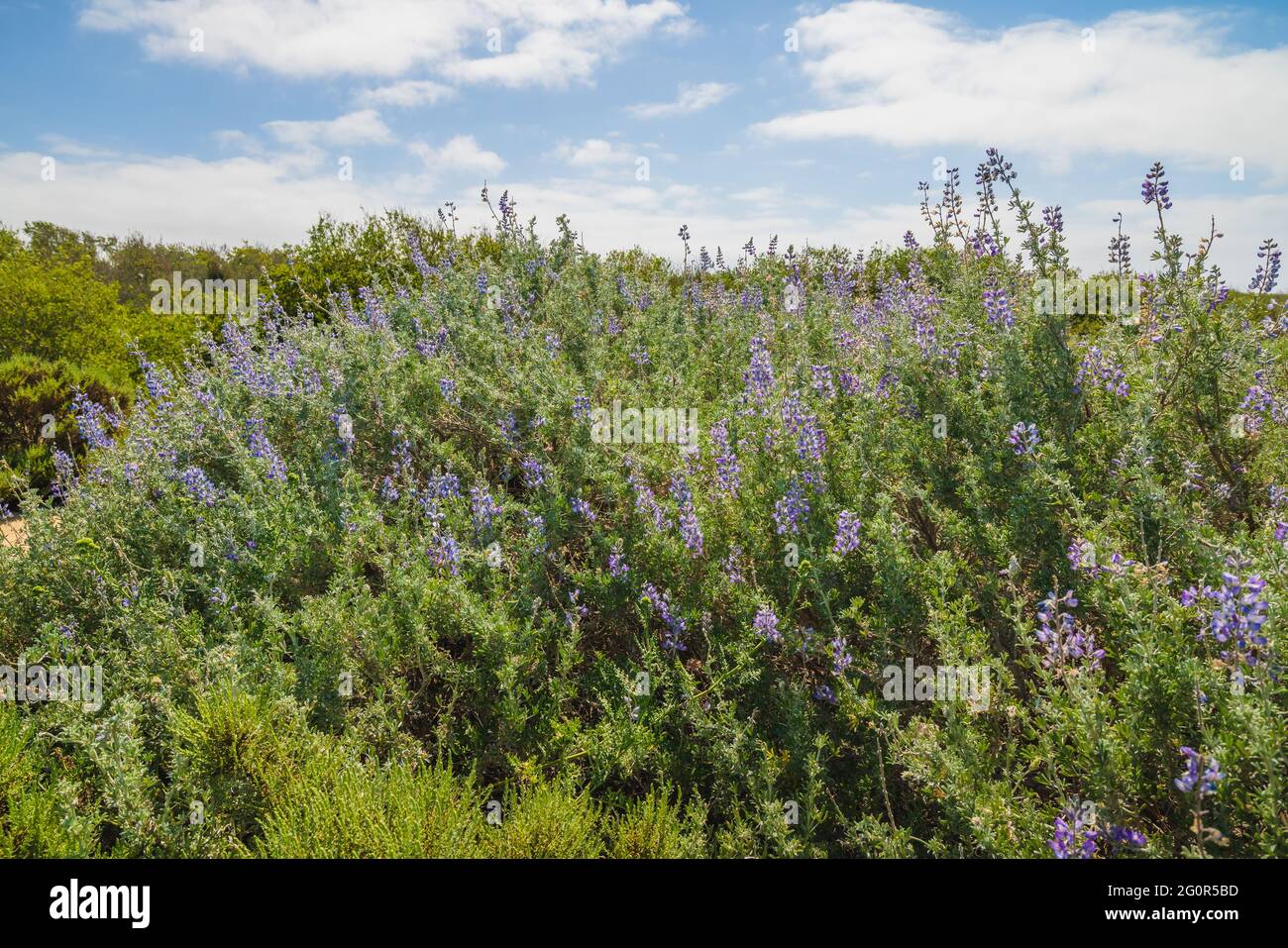 Silver bush and blue hi-res stock photography and images - Alamy