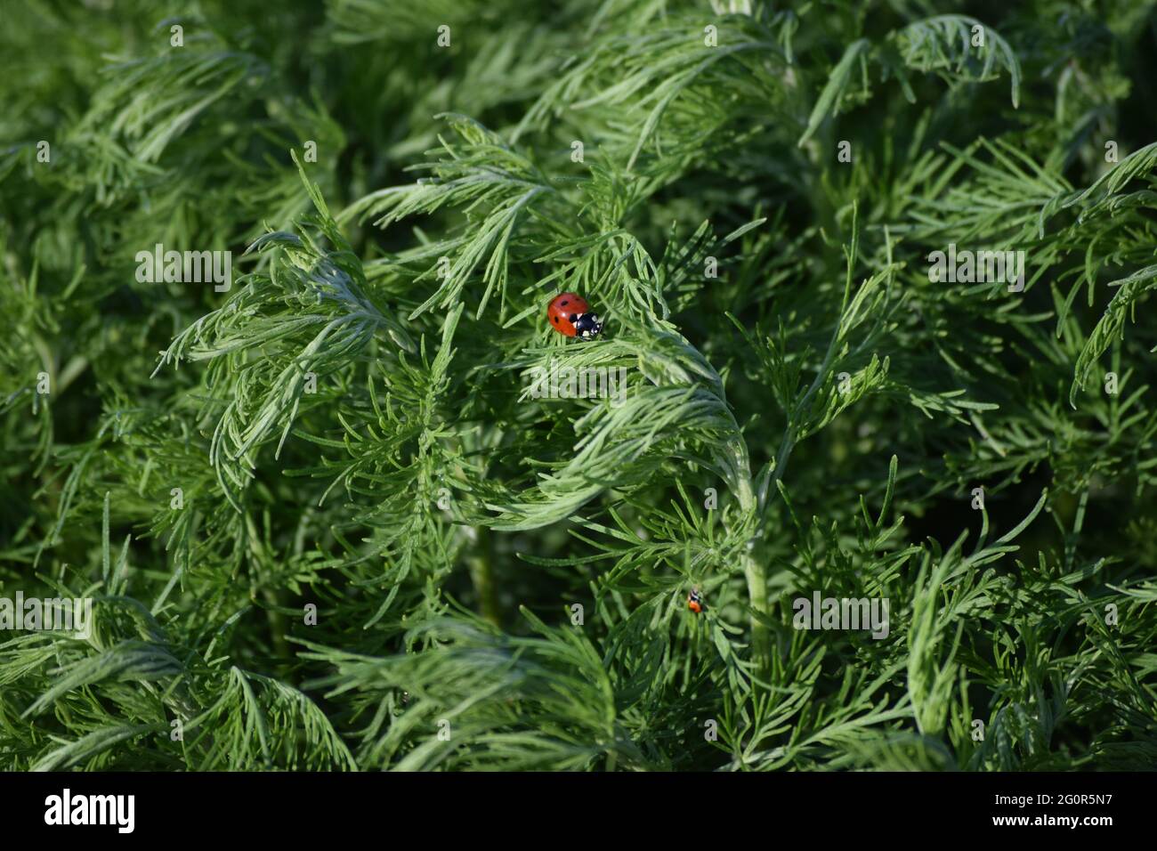 Lady bug works as a Windsurfer Stock Photo - Alamy