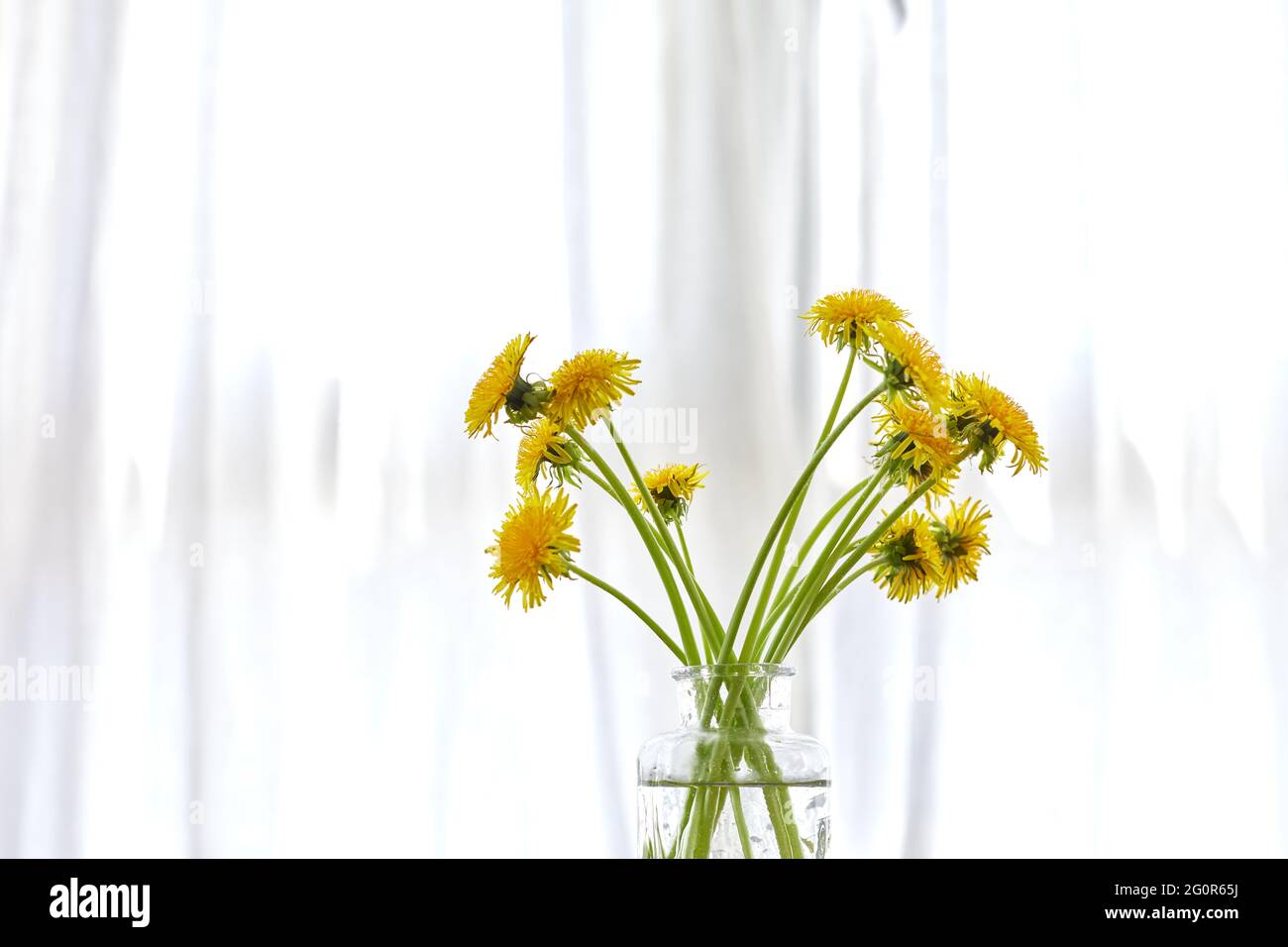 Bunch of fragrant yellow dandelions in glass vase placed in light room ...