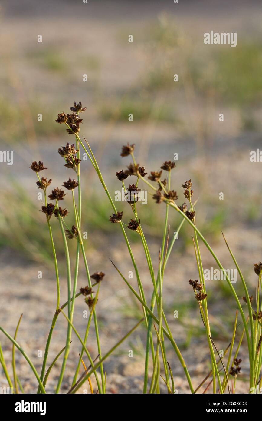 Jointleaf rush (Juncus articulatus Stock Photo - Alamy