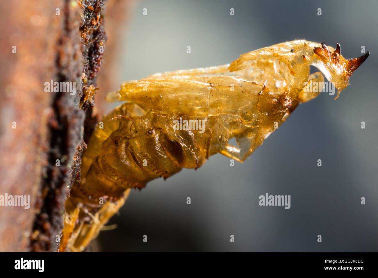 Pupae skin of the bumblebee robberfly (Laphria flava Stock Photo - Alamy