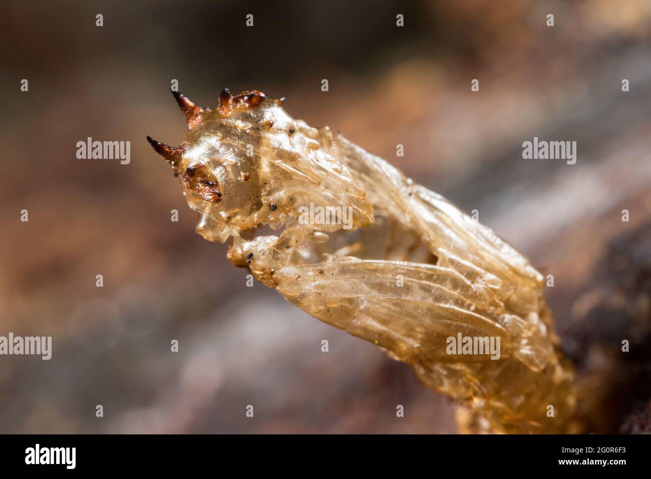 Pupae skin of the bumblebee robberfly (Laphria flava Stock Photo - Alamy