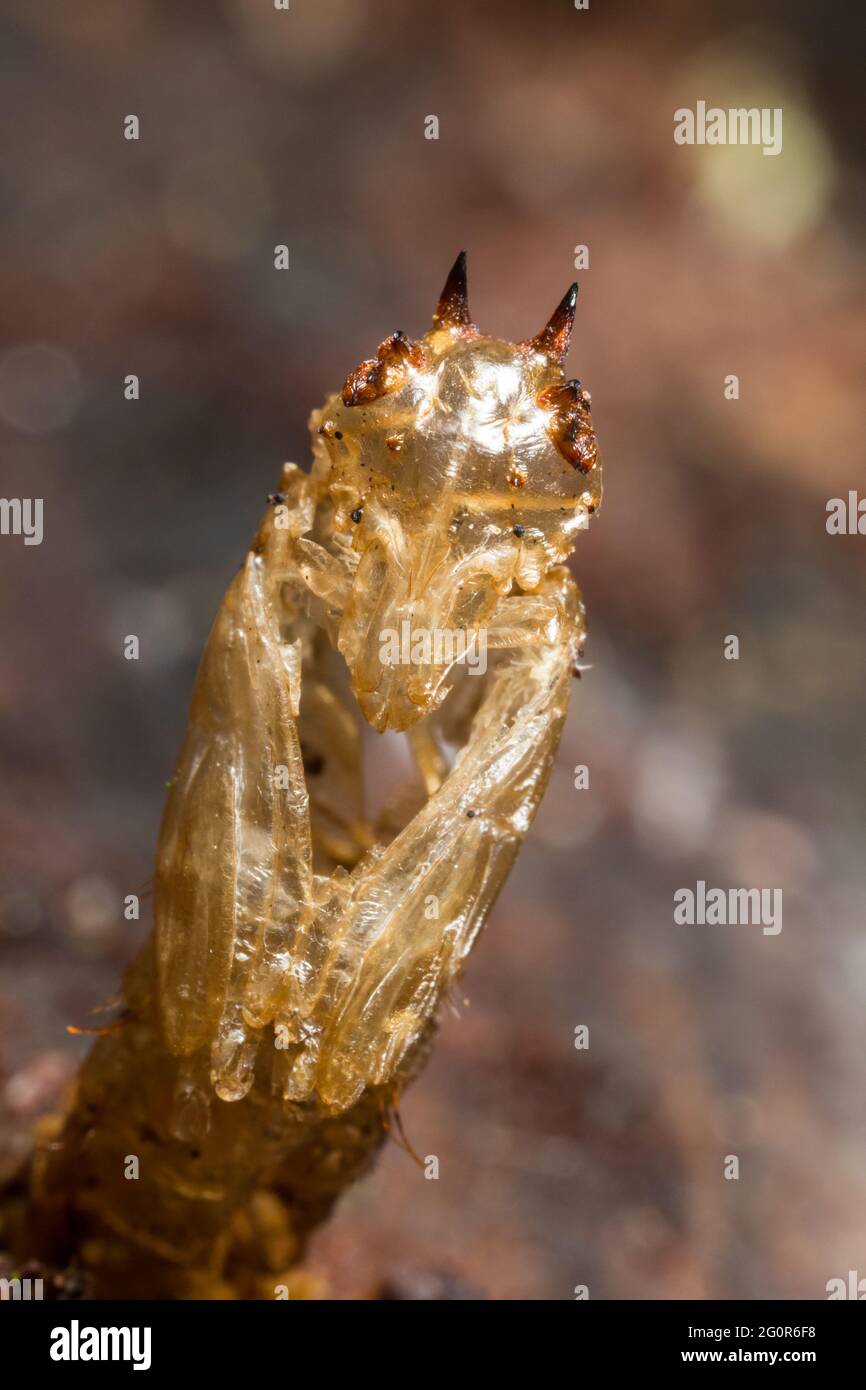 Pupae skin of the bumblebee robberfly (Laphria flava Stock Photo - Alamy