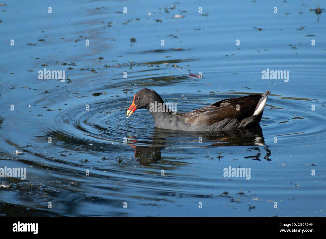 Australian native water bird hi-res stock photography and images - Alamy