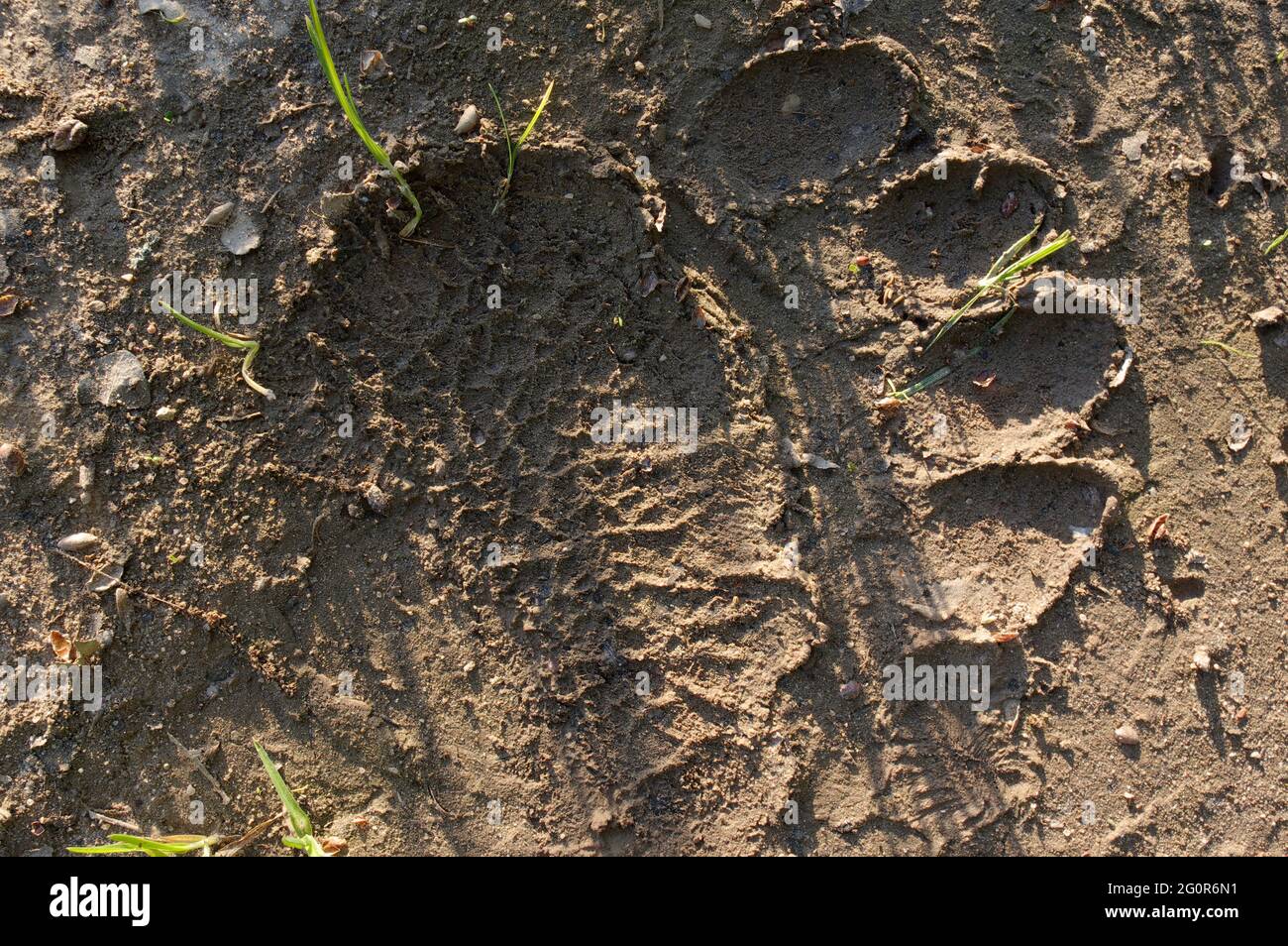 Bear toes hi-res stock photography and images - Alamy