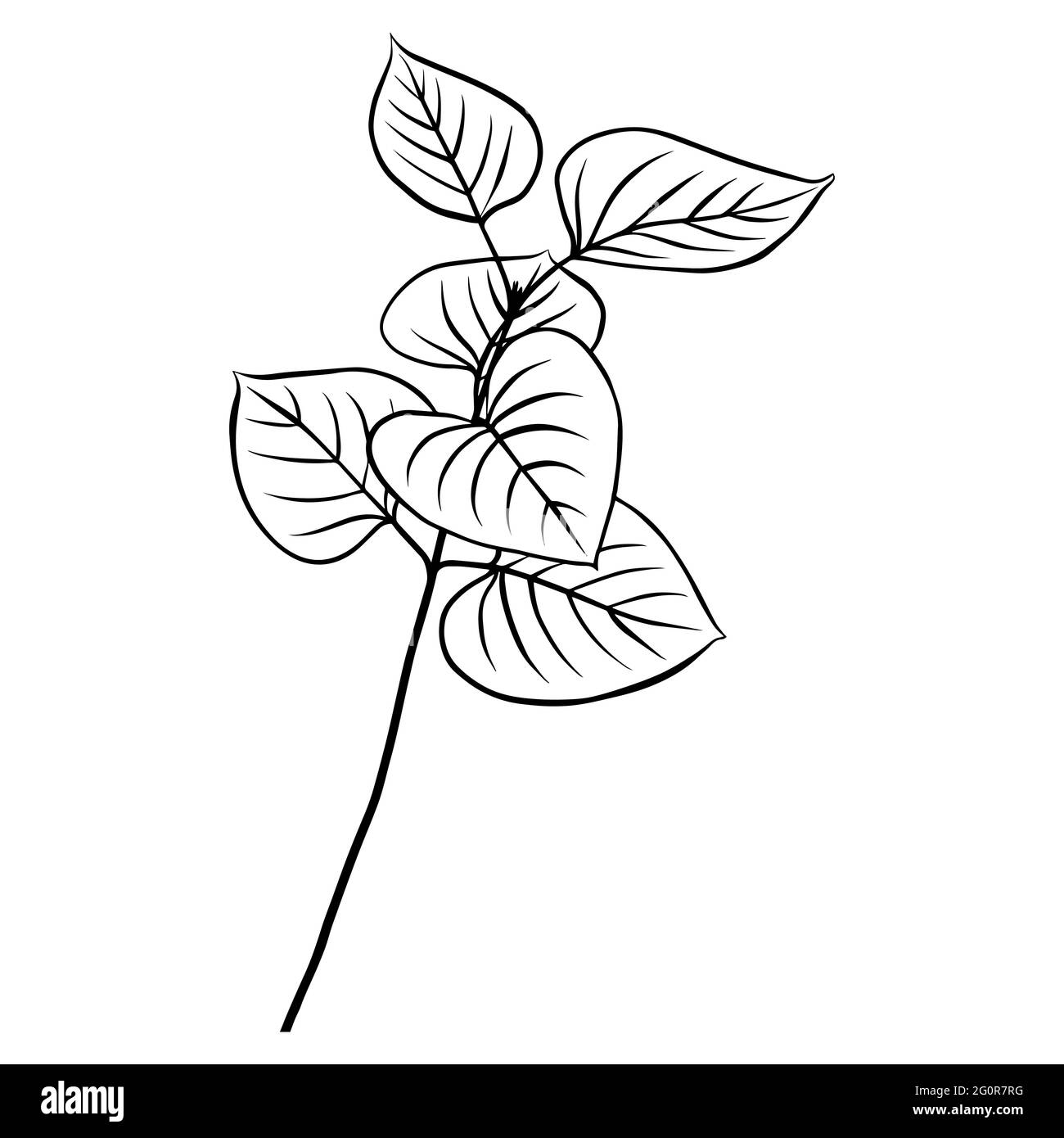 Outlines of lilac leaves. Vector isolated clipart. Minimal monochrome ...