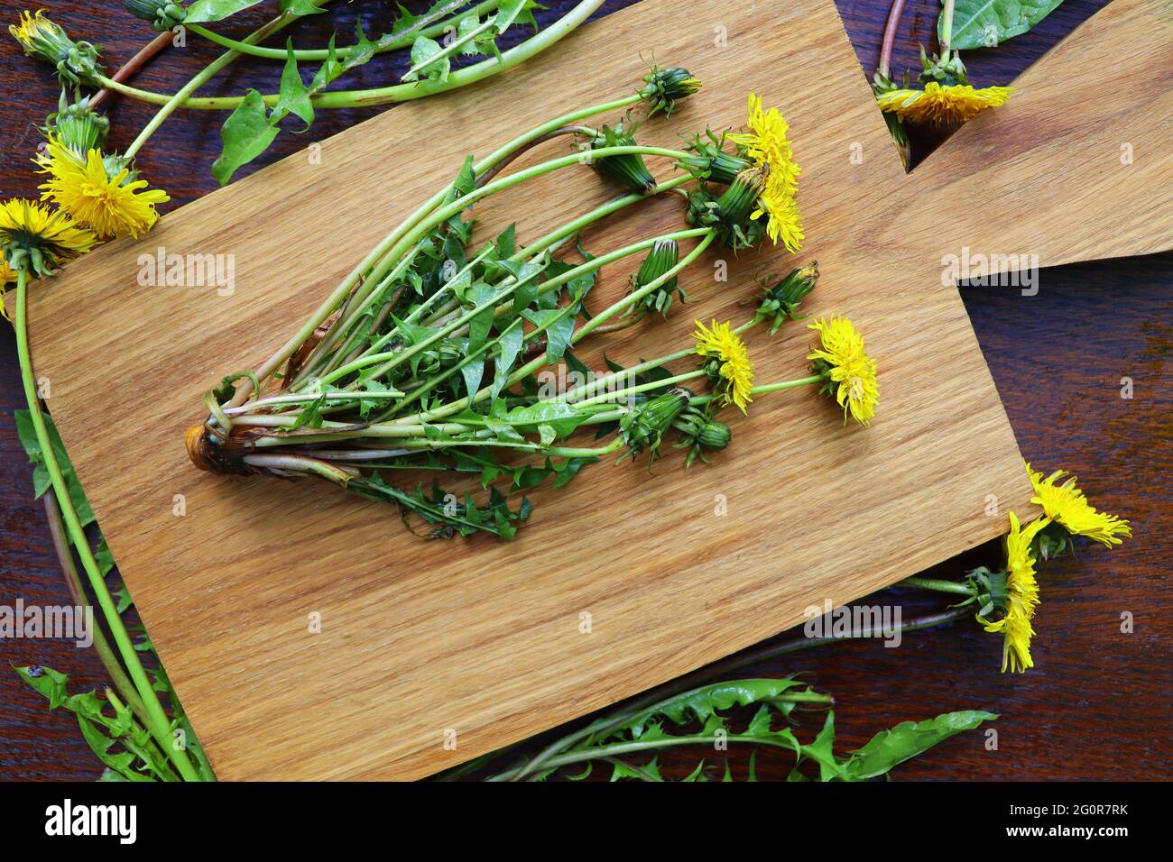 Fresh whole dandelion plant with roots, flower and leaves on a wooden ...