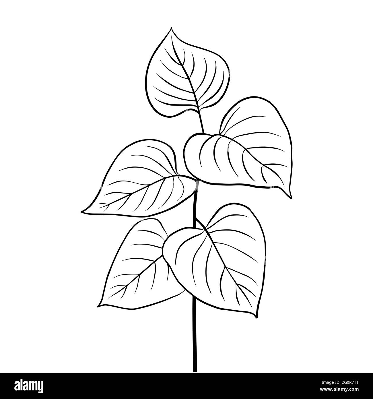Outlines of lilac leaves. Vector isolated clipart. Minimal monochrome ...