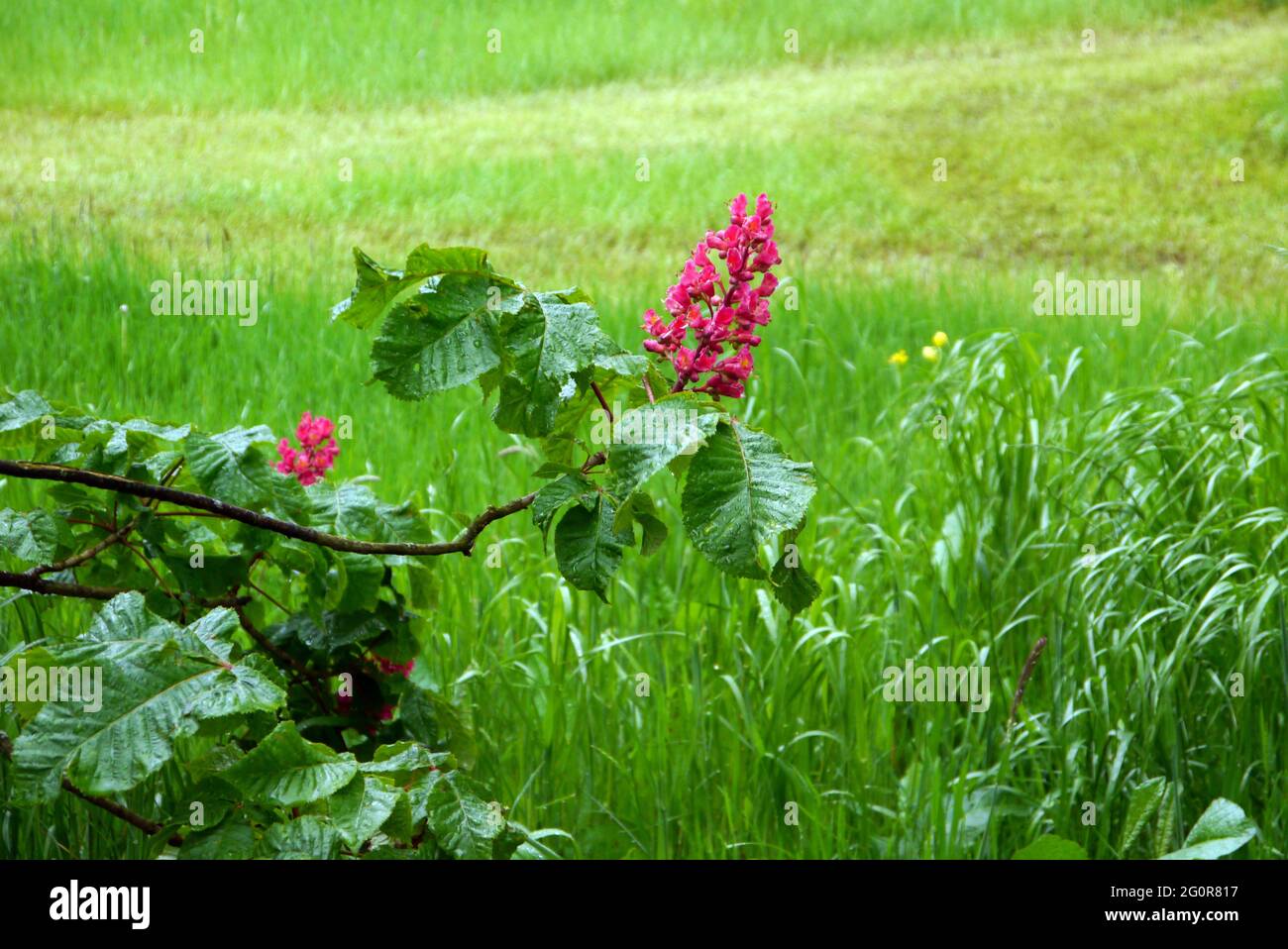 Red horse chestnut tree hi-res stock photography and images - Alamy