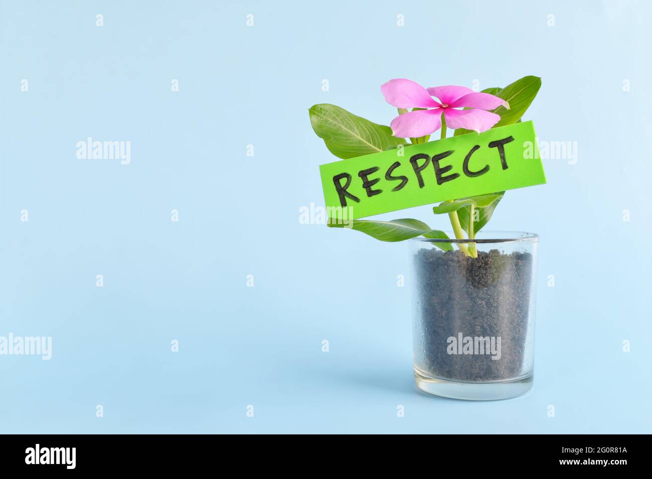 Grow and nurture respect concept. Plant on pot with flower on blue ...
