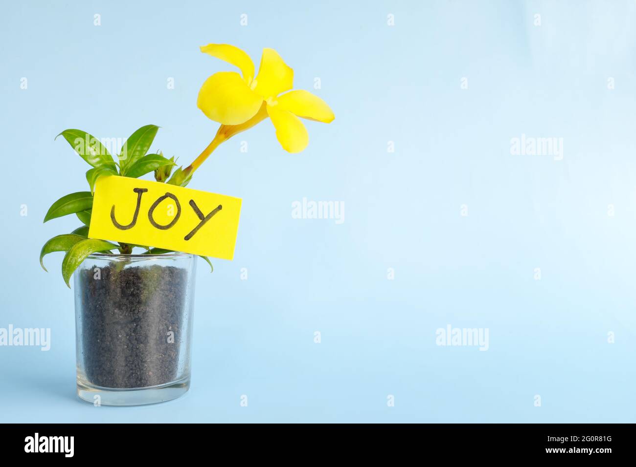Grow and nurture joy concept. Plant on pot with flower on blue ...