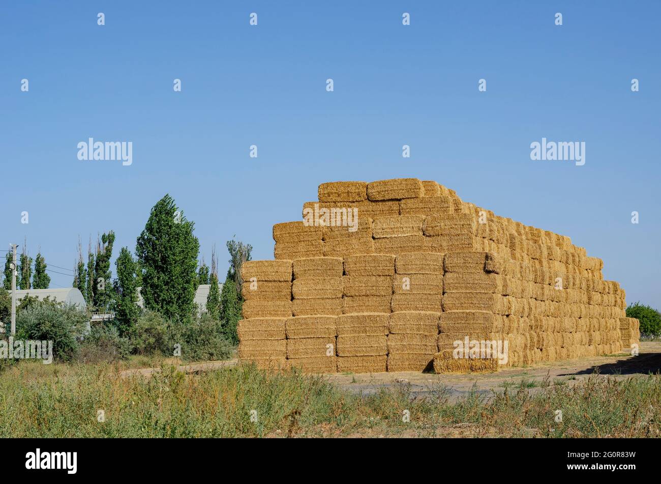 Rectangular stacks of dry hay in an open-air field. Storage of dry ...