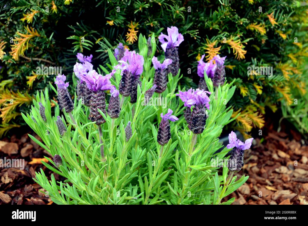 Purple Lavandula Stoechas 'Papillon' (French Lavender) Flowers at RHS ...