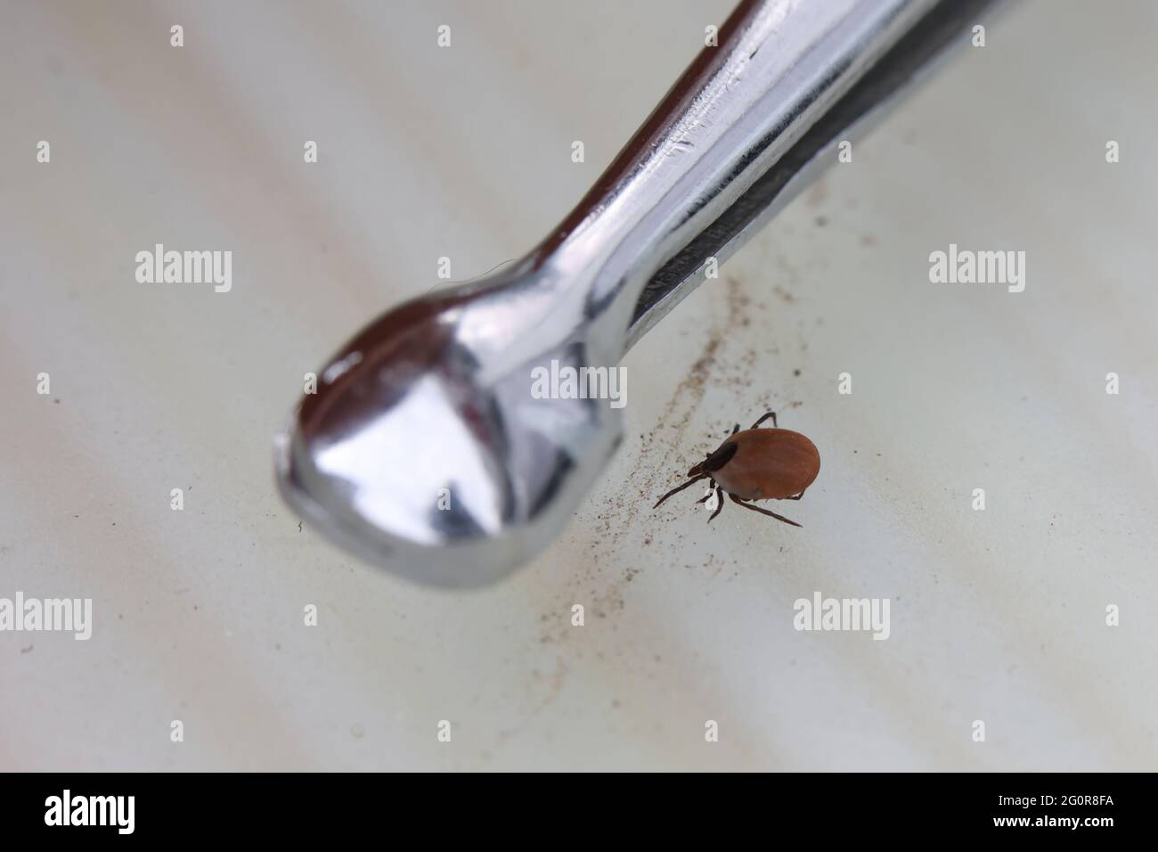 Tick tweezers hi-res stock photography and images - Alamy