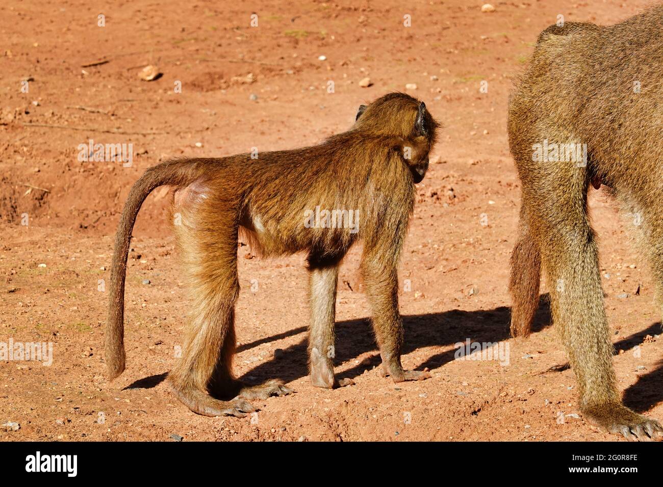 Back view of a baby brown Juvenile Baboon with its mother walking on ...