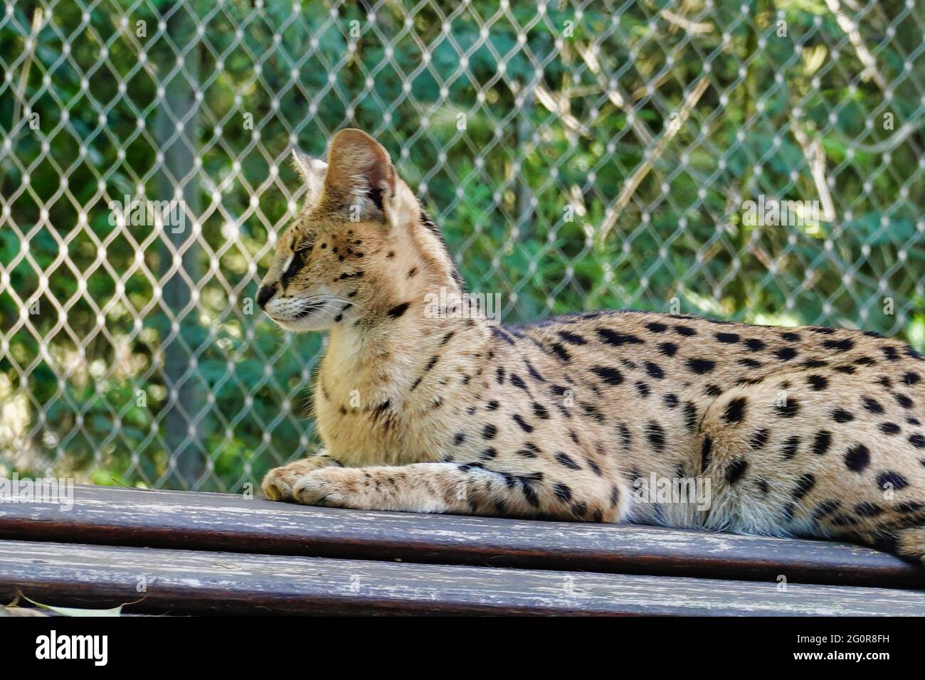 Black serval hi-res stock photography and images - Alamy