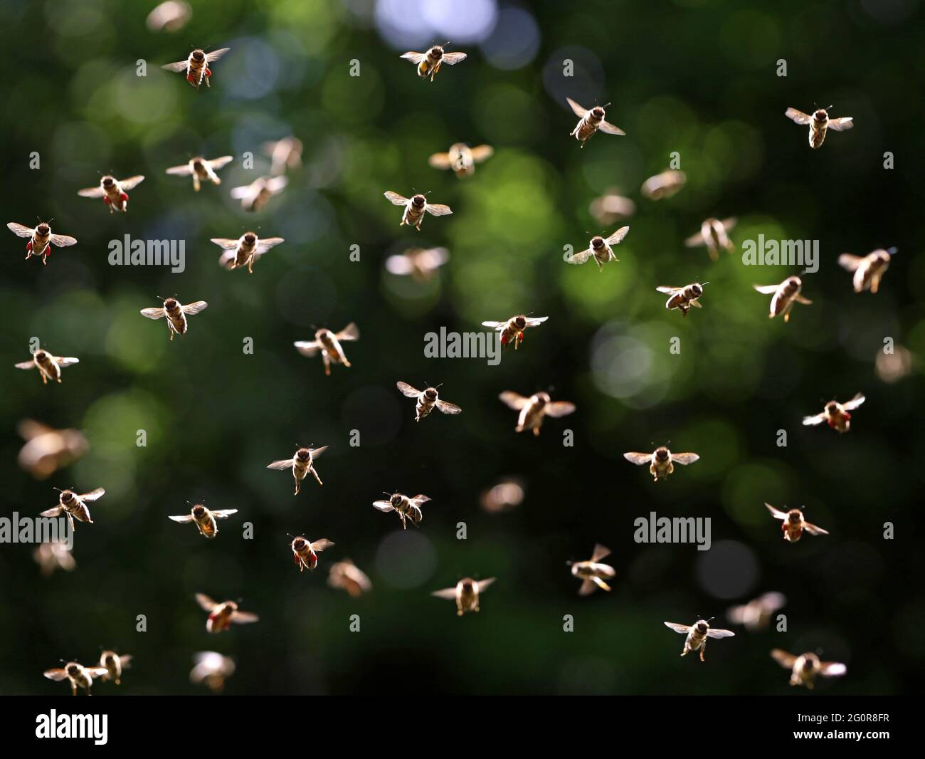 Honey bee swarm sky hi-res stock photography and images - Alamy