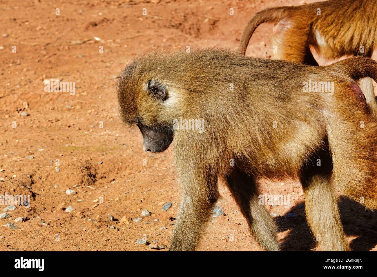 Side view of a brown Juvenile Baboon walking on the ground on a sunny ...