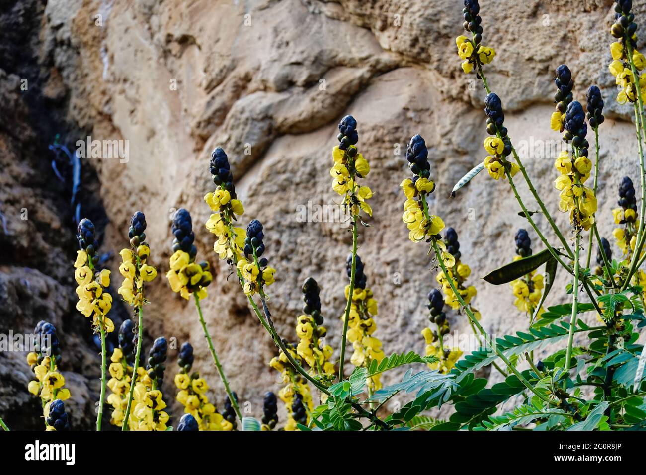 African senna hi-res stock photography and images - Alamy