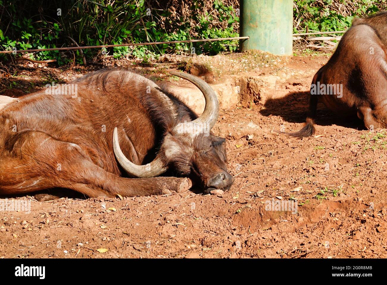 Cute brown African buffalo resting on the ground in a zoo under a ...