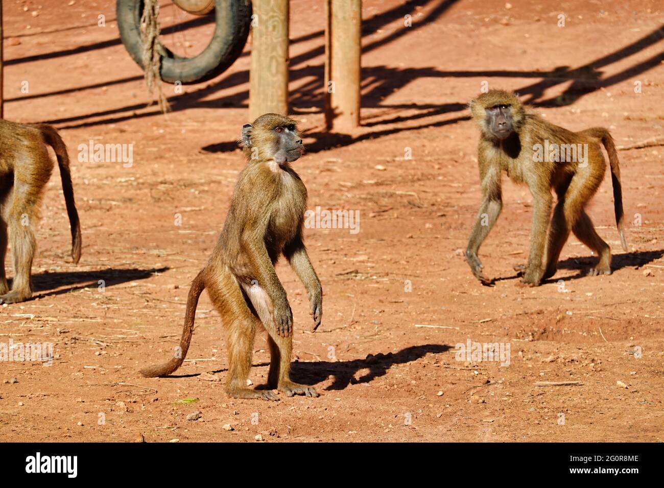 Baboon standing up hi-res stock photography and images - Alamy