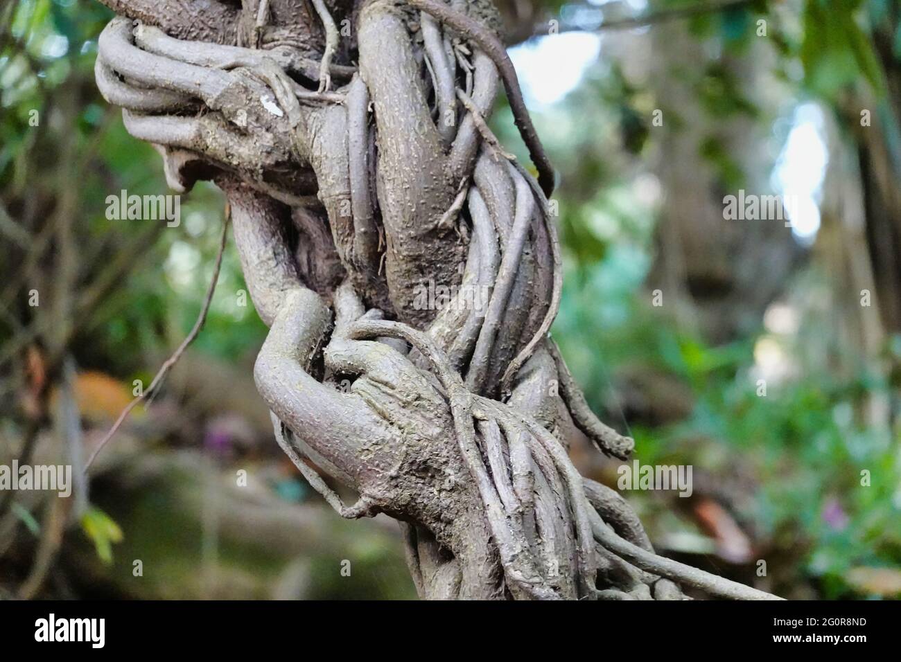 Woven trunk hi-res stock photography and images - Alamy