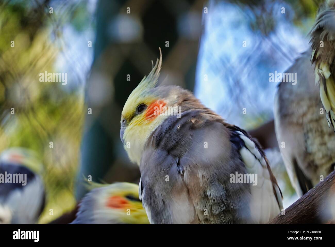 Side view of a cute Cockatiel parrot isolated on blurred background ...