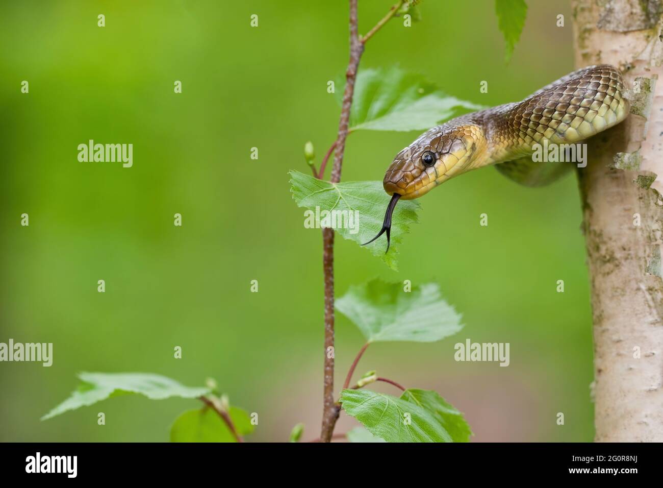 Snake in a tree hi-res stock photography and images - Alamy