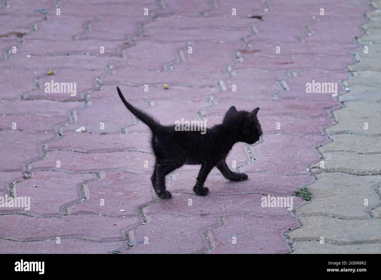 Back view of a tiny cute black stray kitten walking alone on the sidewalk Stock Photo - Alamy