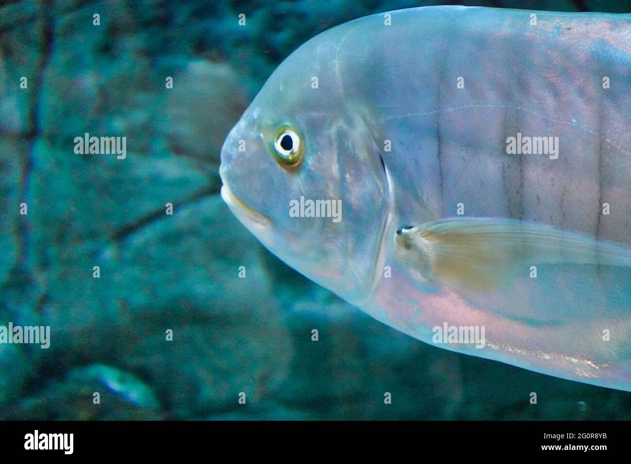 Side view of a tropical cute aquarium fish underwater Stock Photo - Alamy
