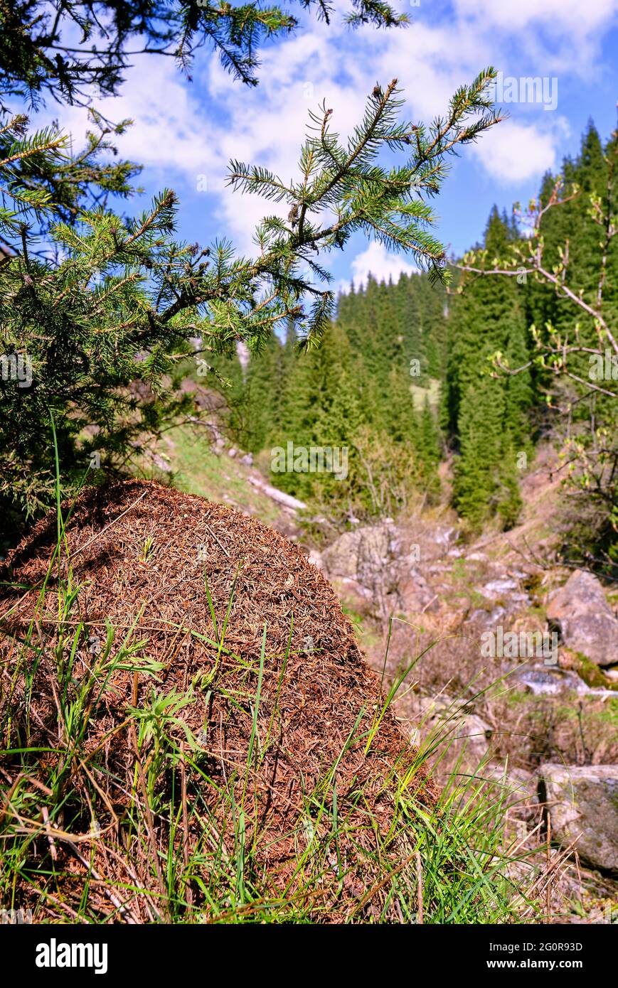 Giant anthill on the bank of the river among the coniferous forest in ...