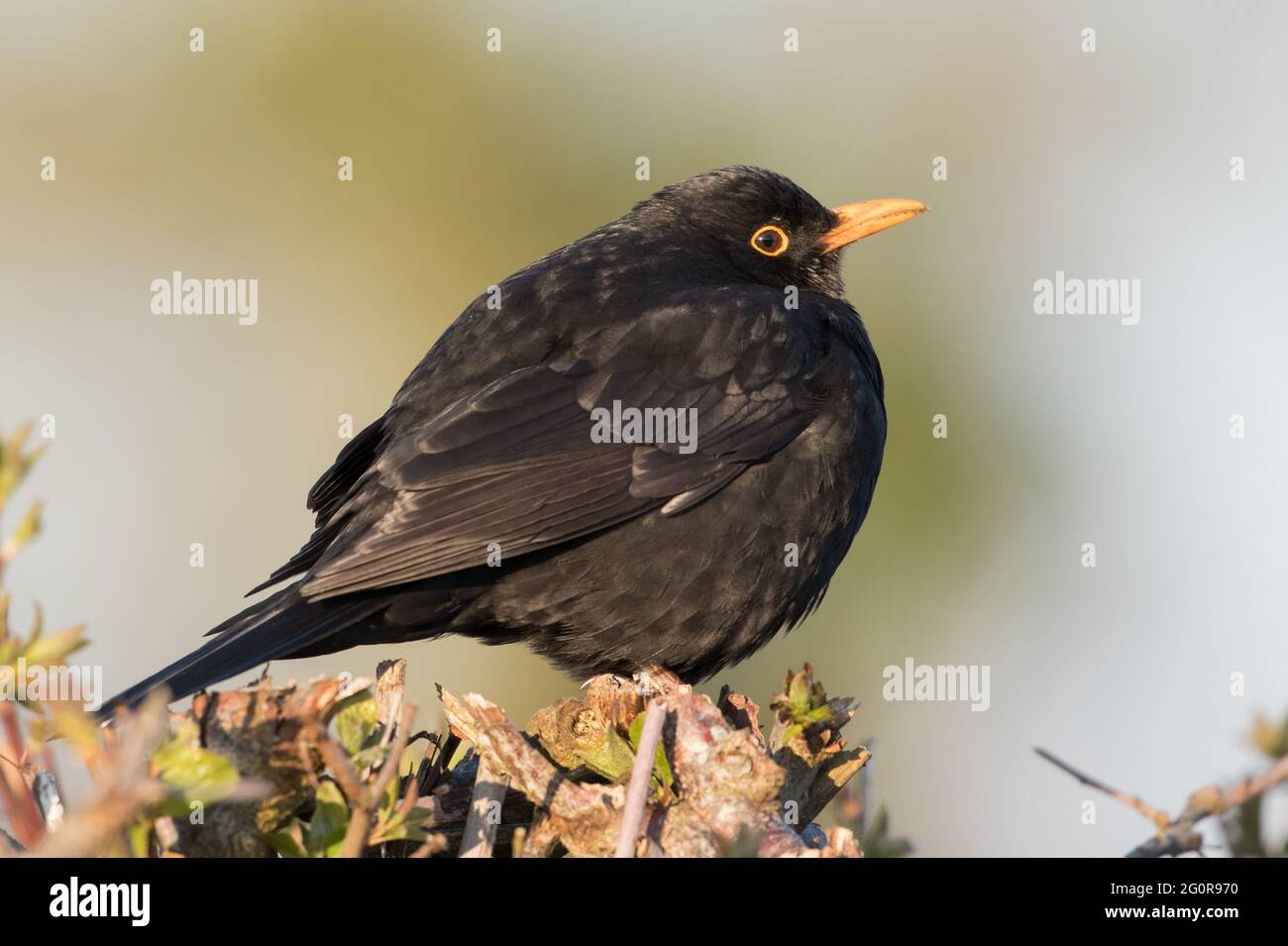 Blackbirds hedges hi-res stock photography and images - Alamy