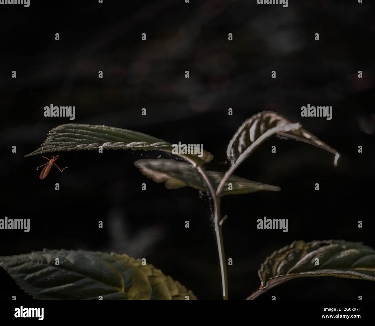 Camouflage insect walking leaf hi-res stock photography and images - Alamy