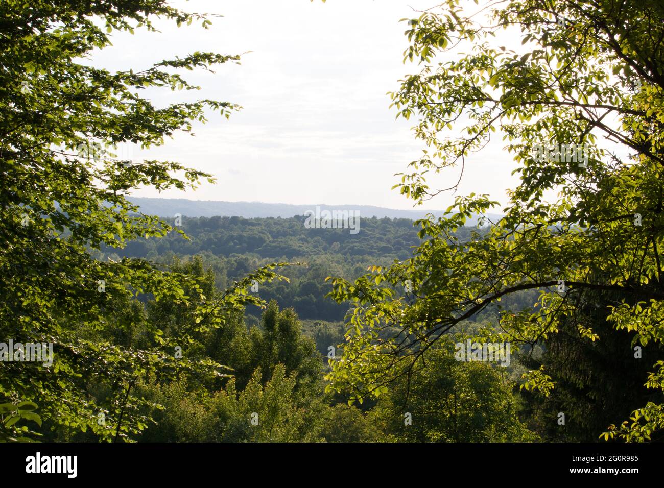 View from forest hi-res stock photography and images - Alamy