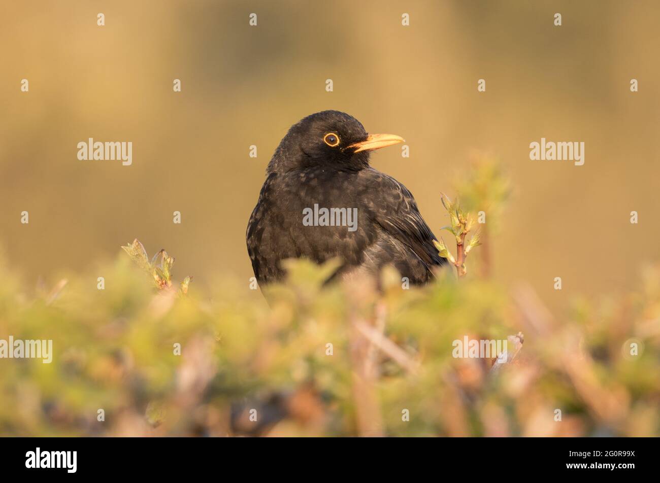 Blackbirds hedge hi-res stock photography and images - Alamy