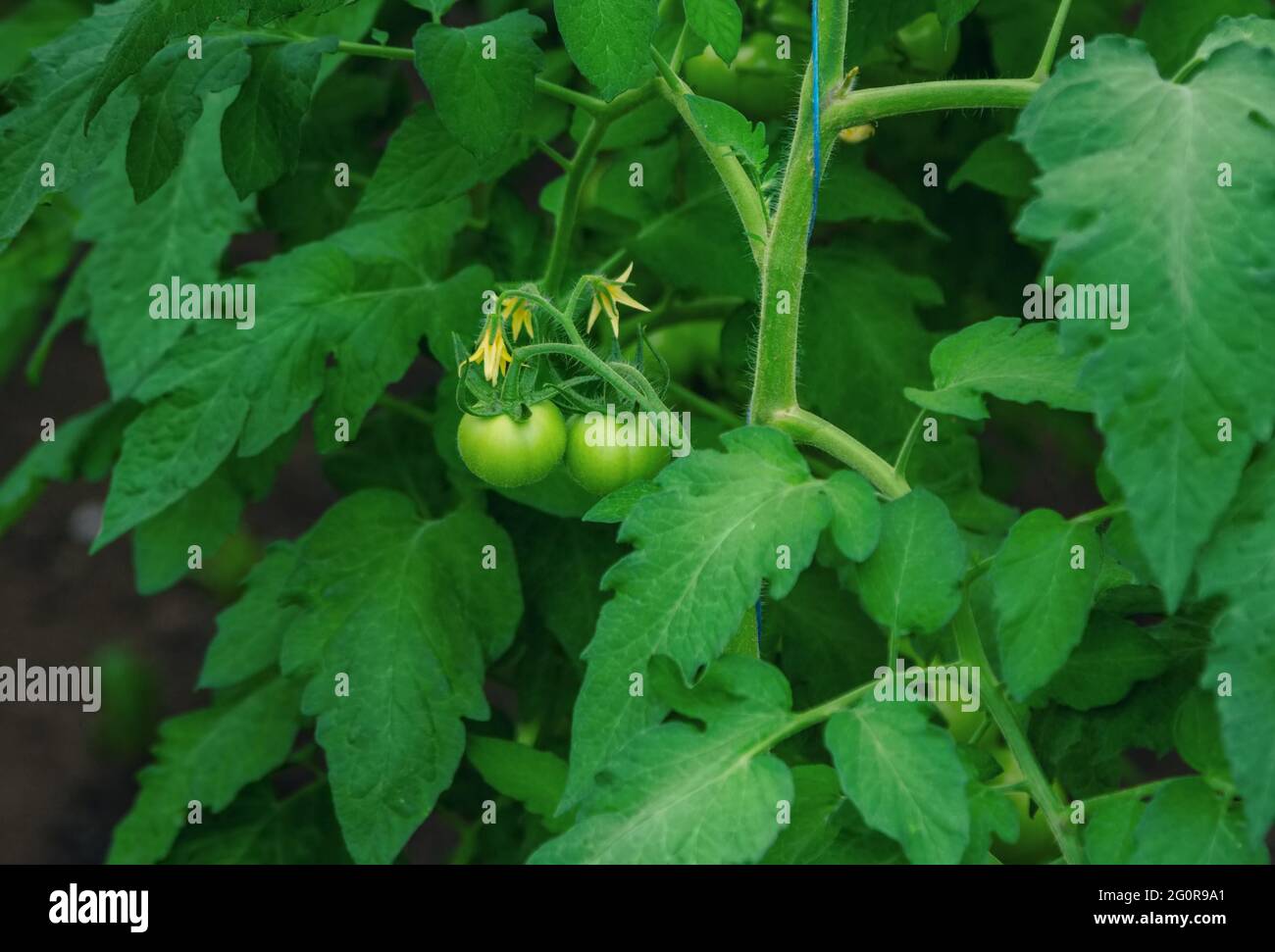 Tomato plant leaves yellow hi-res stock photography and images - Alamy