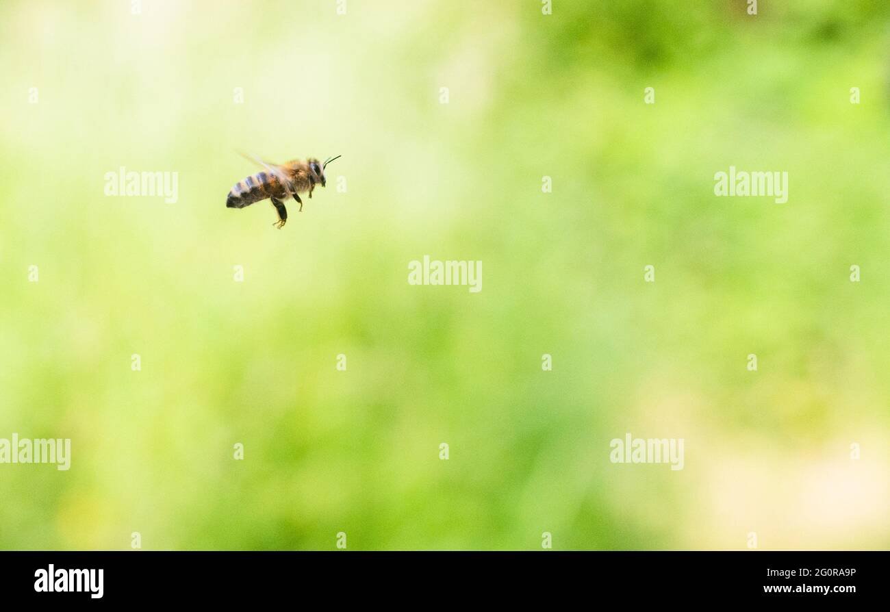 Laatzen, Germany. 03rd June, 2021. A bee flies in an orchard in the ...