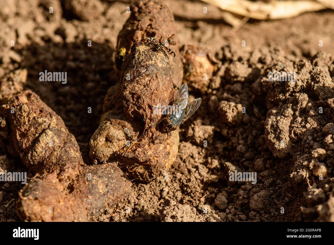 Cat Droppings in the vegetable garden can be a human health risk Stock ...