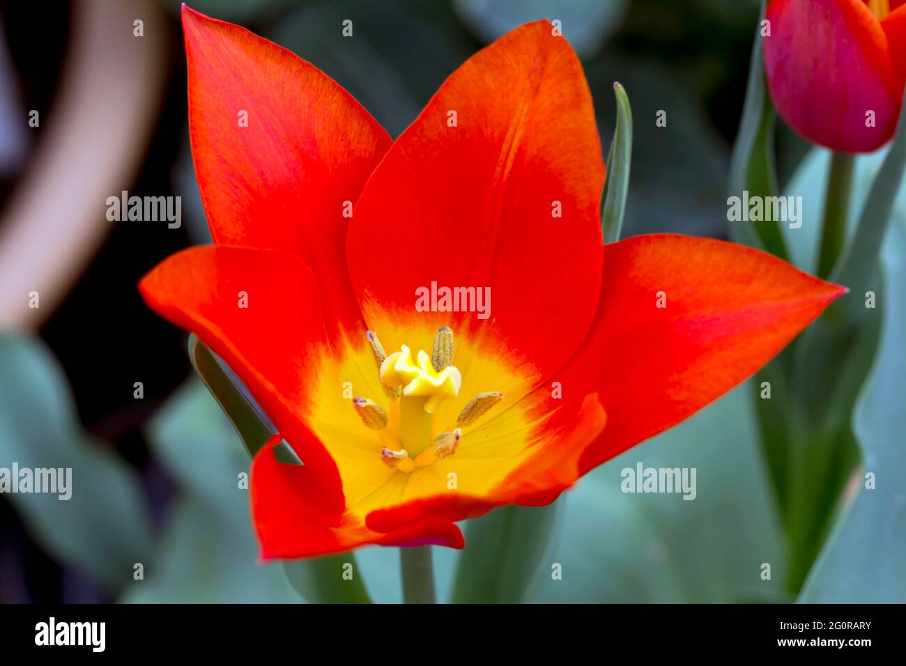 Tulipa red hunter hi-res stock photography and images - Alamy