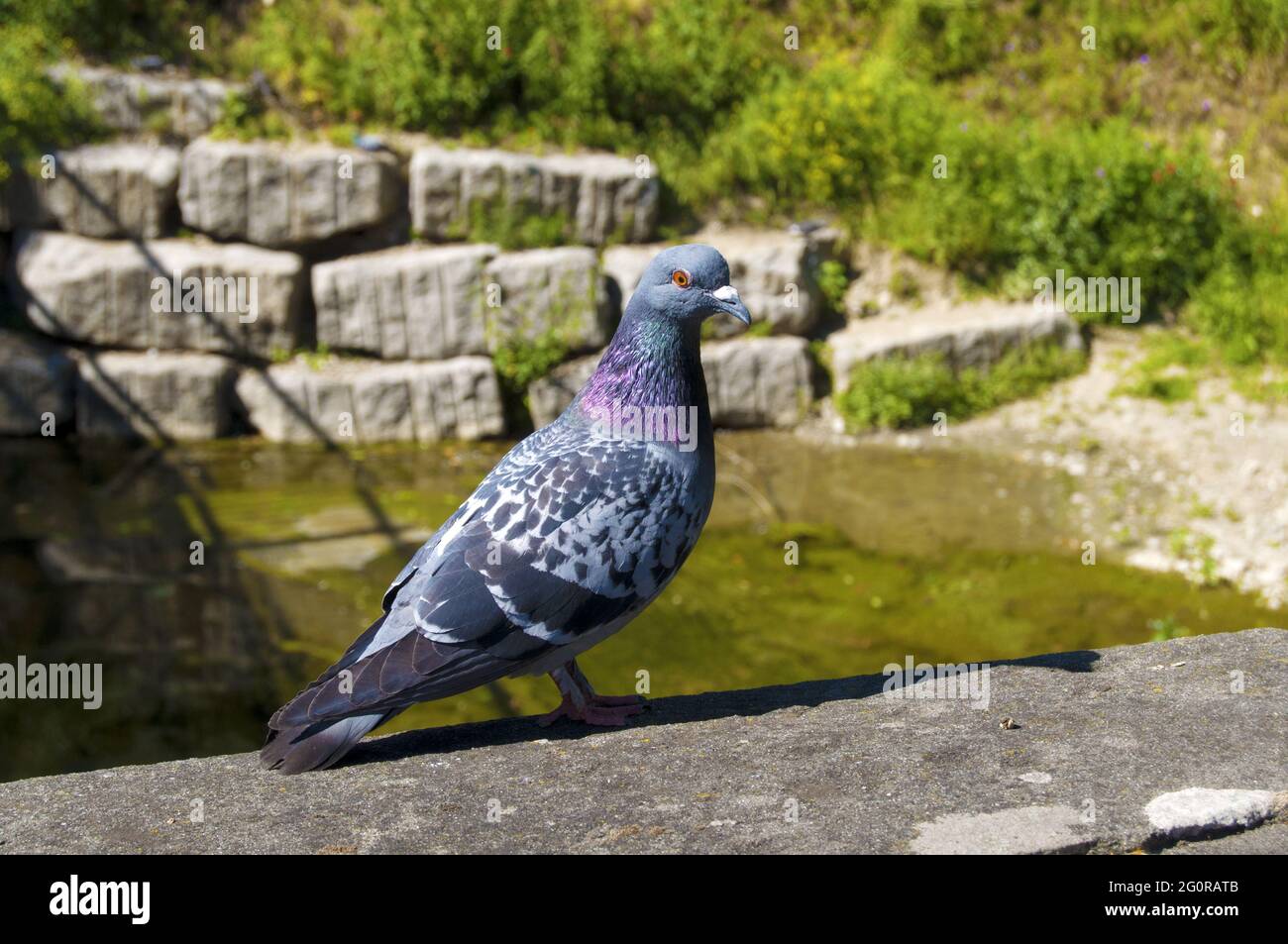 Florence, Tuscany, Italy –Pigeon on the shore of the Mugnone stream ...