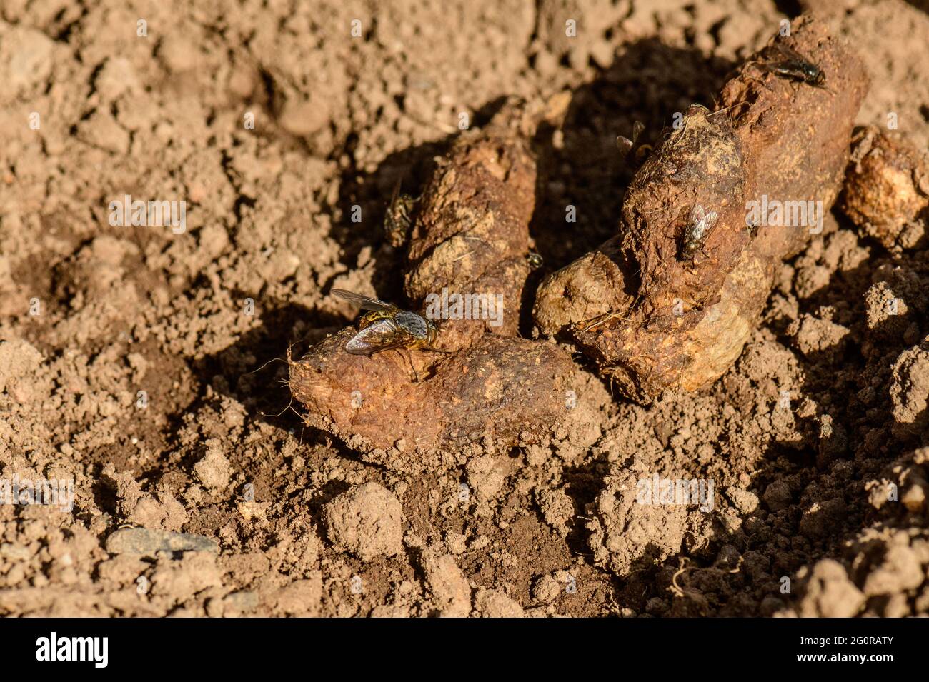 Cat Droppings in the vegetable garden can be a human health risk Stock ...
