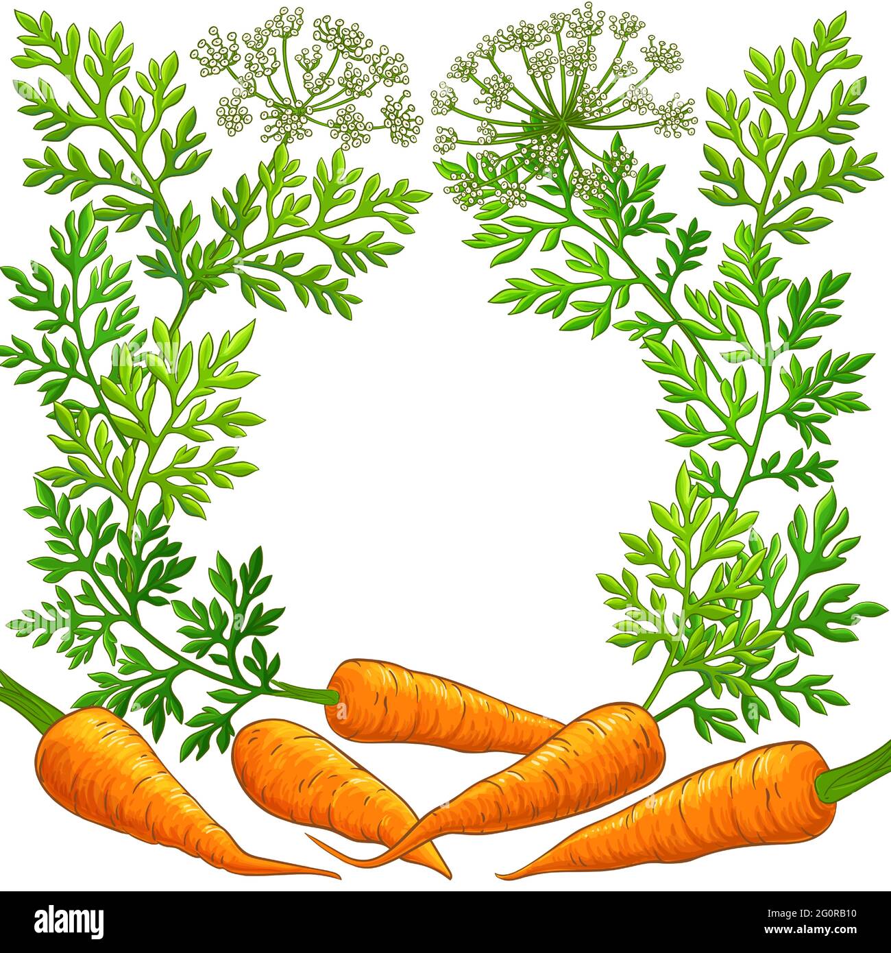 Orange fresh carrot on Stock Vector Images - Alamy