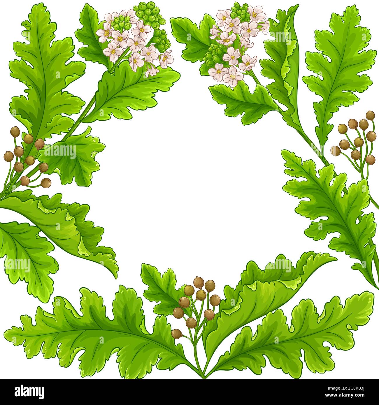 crambe plant frame on white background Stock Vector Image & Art - Alamy