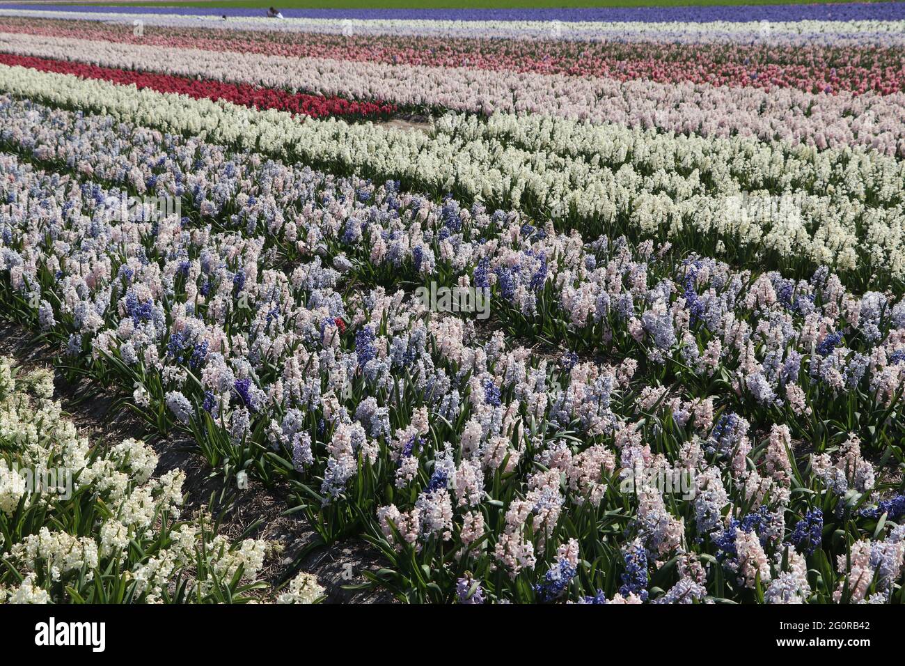Dutch hyacinth flower field in spring in Alkmaar, the Netherlands Stock ...