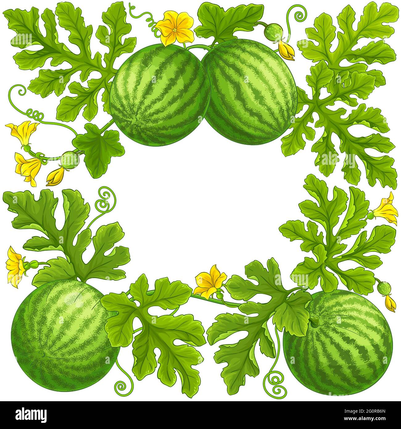watermelon frame on white background Stock Vector Image & Art - Alamy