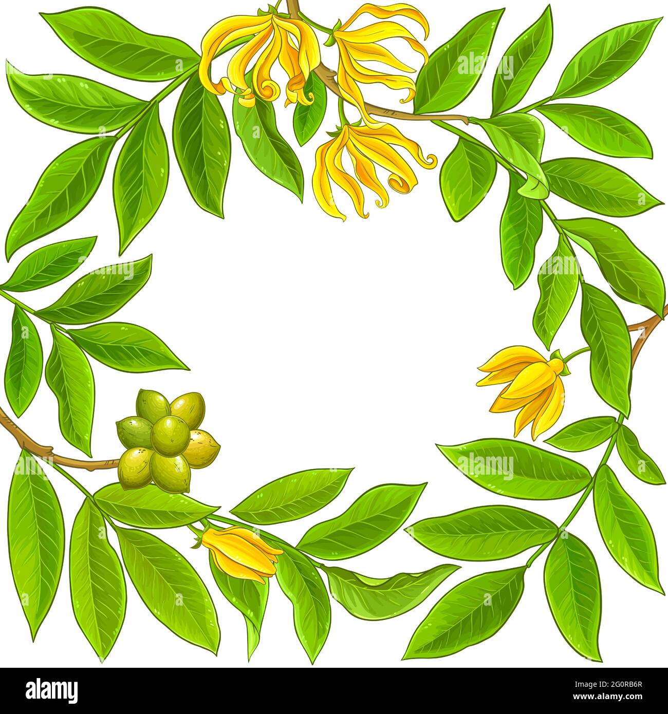 Ylang ylang leaf hi-res stock photography and images - Alamy