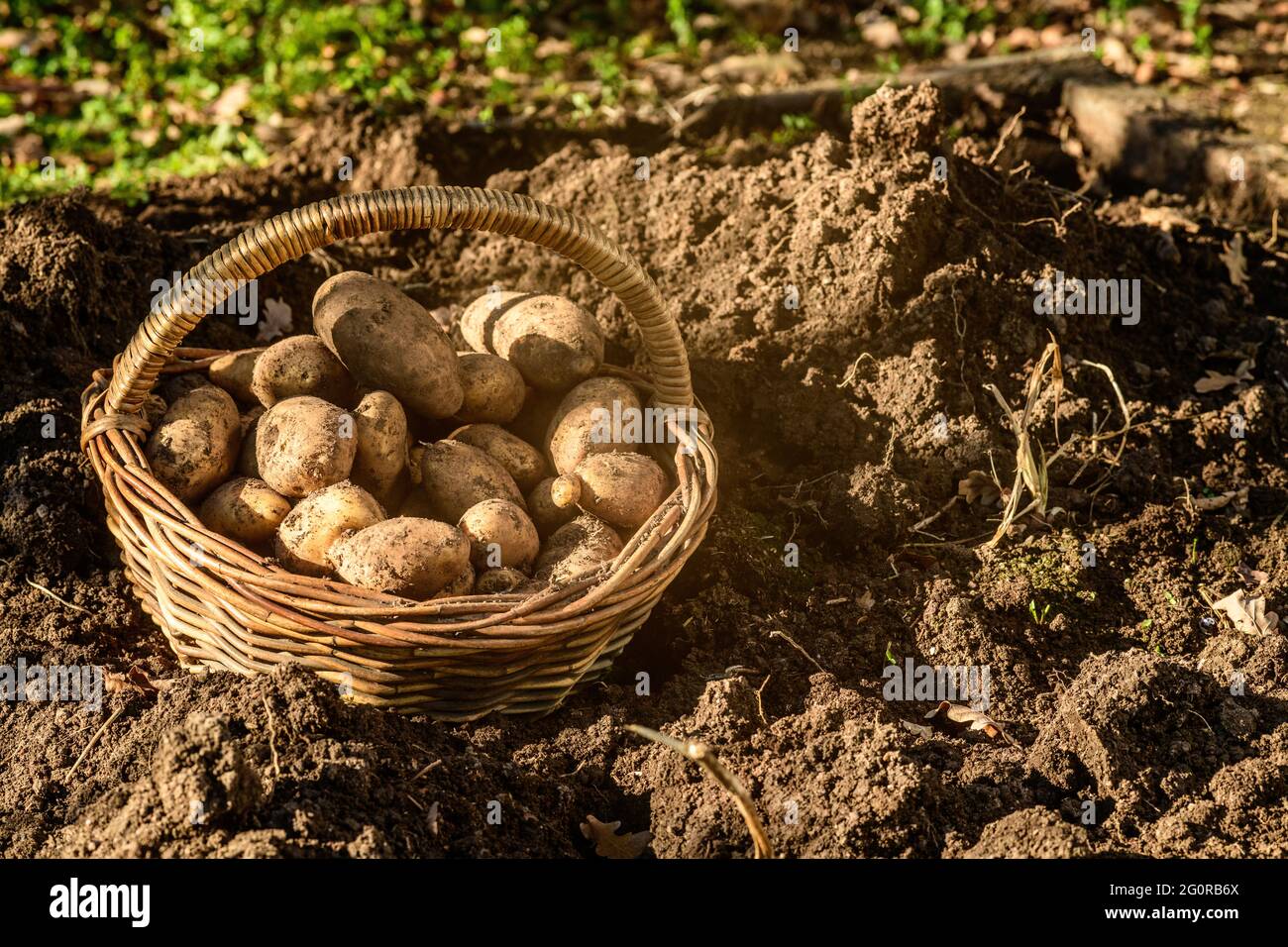 Soil rich in Animal and Poultry manure results in a crop of magnificent ...