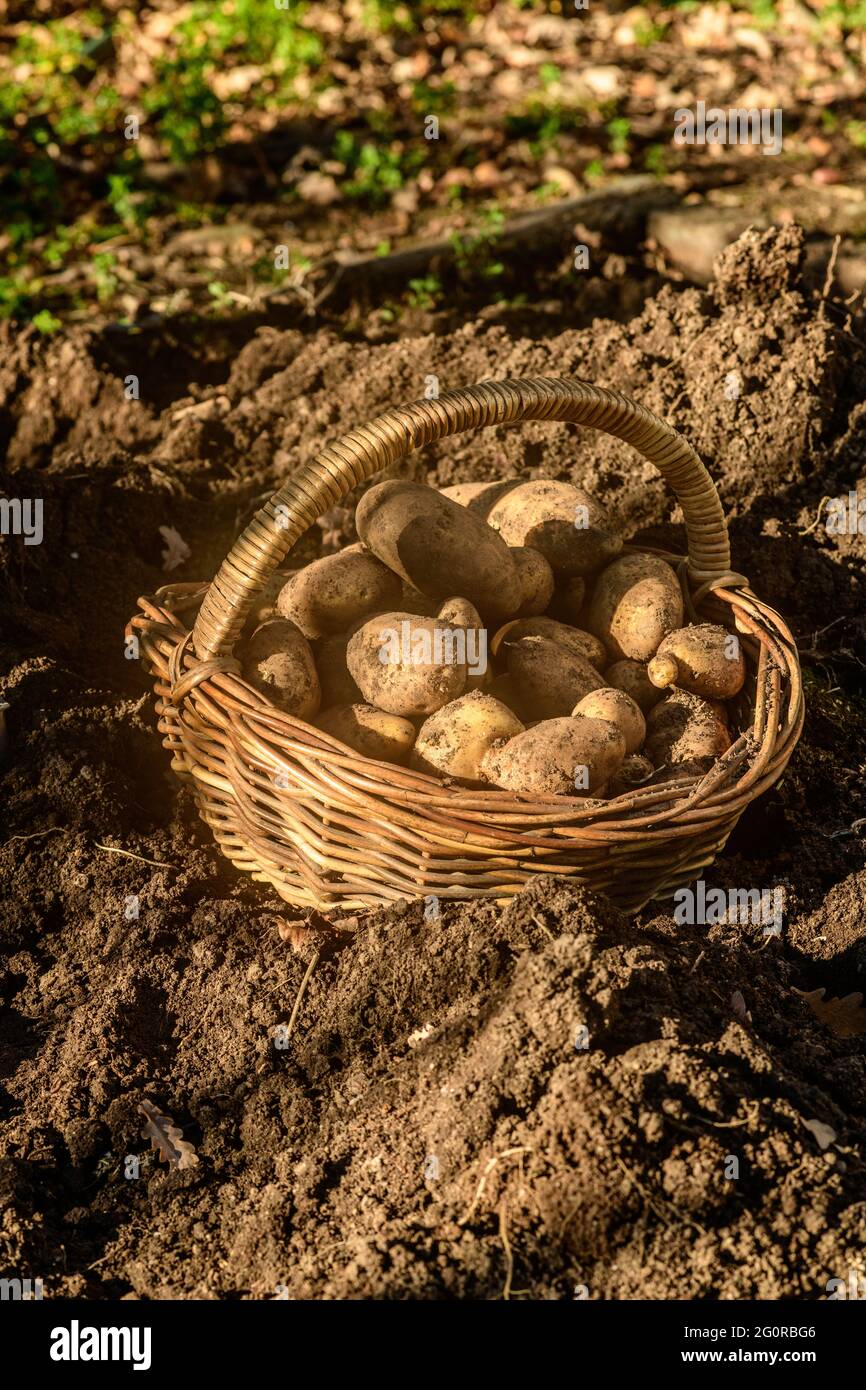 Soil rich in Animal and Poultry manure results in a crop of magnificent ...