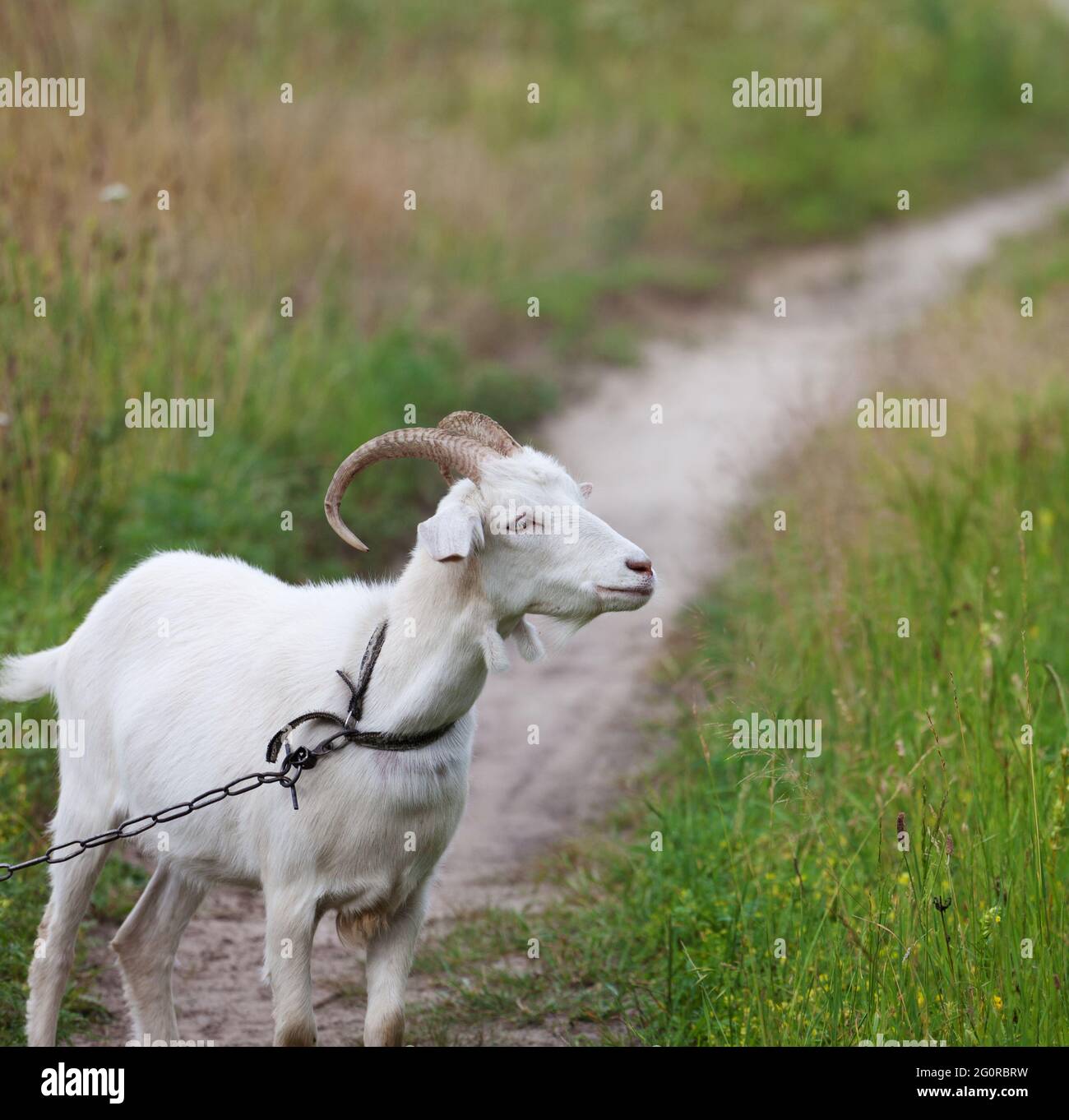 Female goat grazing on grassland hi-res stock photography and images ...