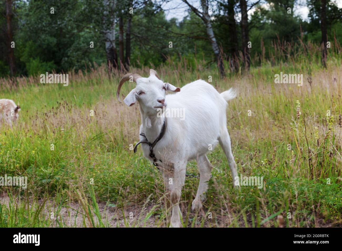 Female goat grazing on grassland hi-res stock photography and images ...